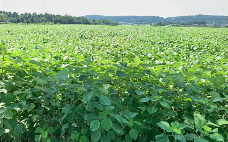 2024 SPRING&SUMMER01 “SIMPLE NATURE” | シーズンコンセプト – STYLEM FABRIC STORE